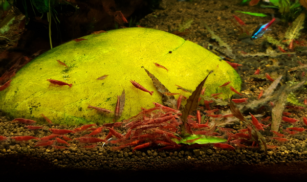 Bijvoederen van Otocinclus affinis /dwerg algeneter en Amanogarnalen ...