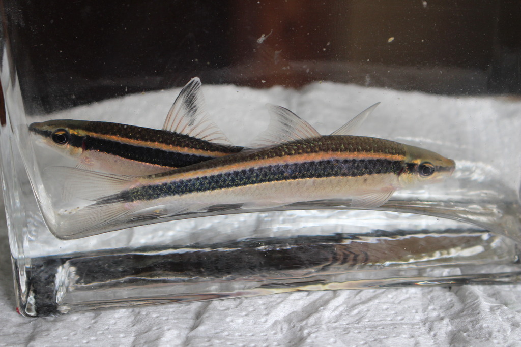 Welke algeneter is dit? | AquaForum