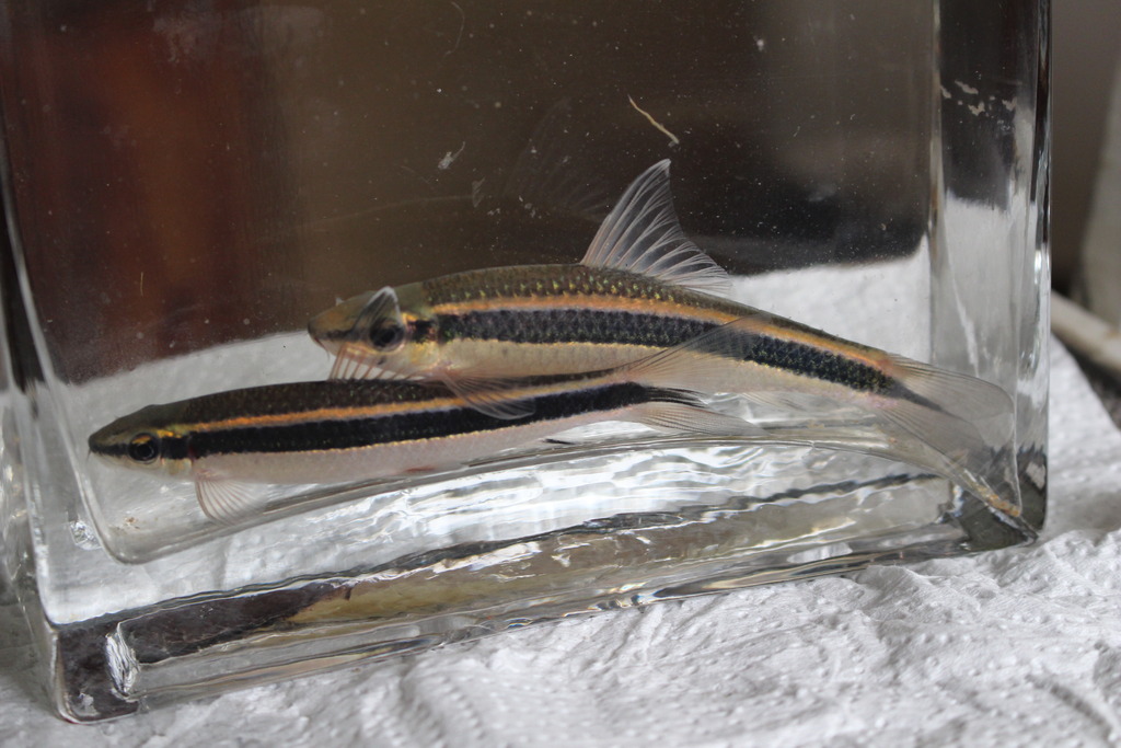 Welke algeneter is dit? | AquaForum