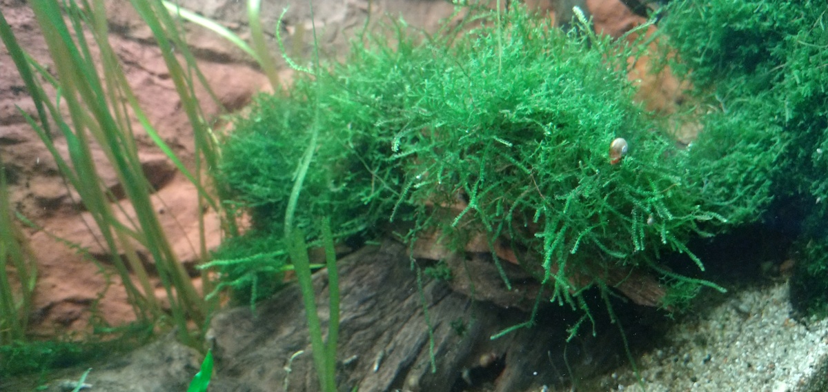 Stukken begroeid hout | AquaForum
