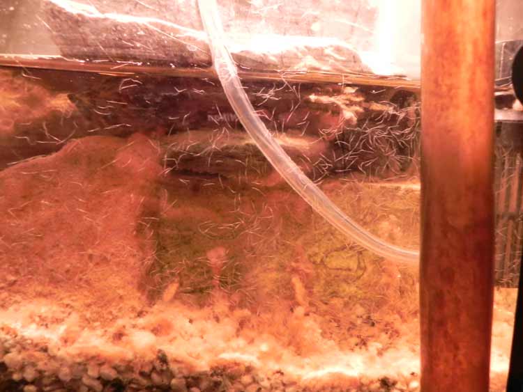 kleine witte dunne wormpjes in het terrarium | AquaForum